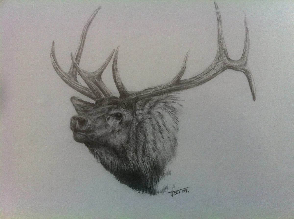 Elk Pencil Sketch