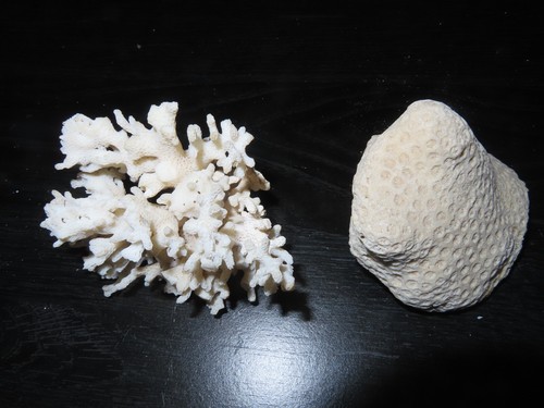 Two Pieces Vintage Estate White Coral Seashell Branch & Honeycomb | eBay