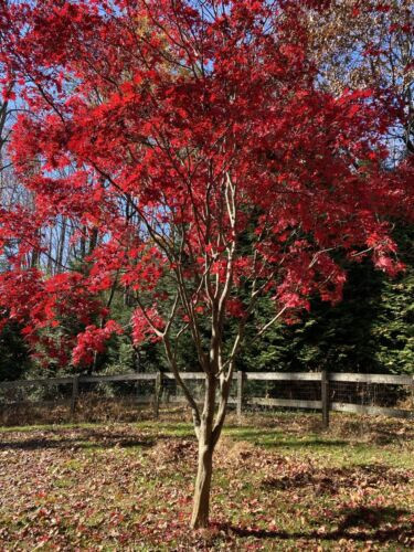 True American Maple Tree Acer Rubrum 12"-18" Live Seedling Native Plant ...