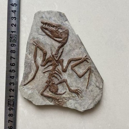 Unique Pterosaur Fossil Rare Chinese Triassic Period Collection X111815 ...