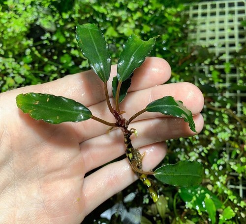 *BUY 2 GET 1 FREE* Bucephalandra Buce Mystery Rhizome Live Aquarium ...
