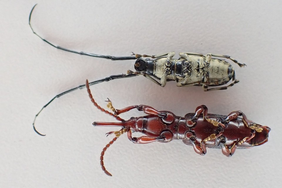 D41632. Insects, Mix insects sp. Vietnam North | eBay