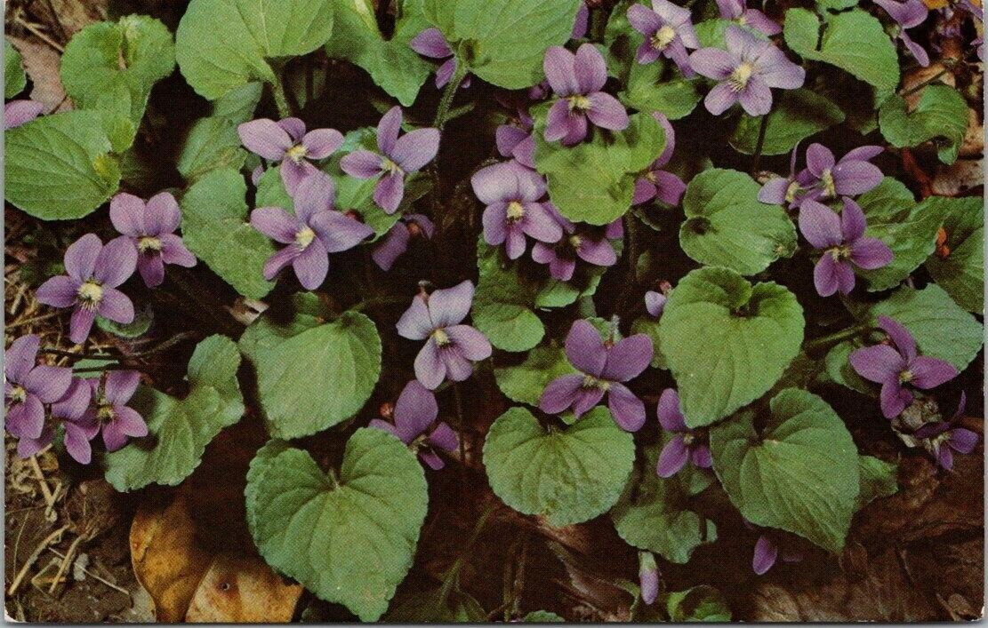 Violets Blooming Light Purple Holden Arboretum Mentor Ohio c1960's ...