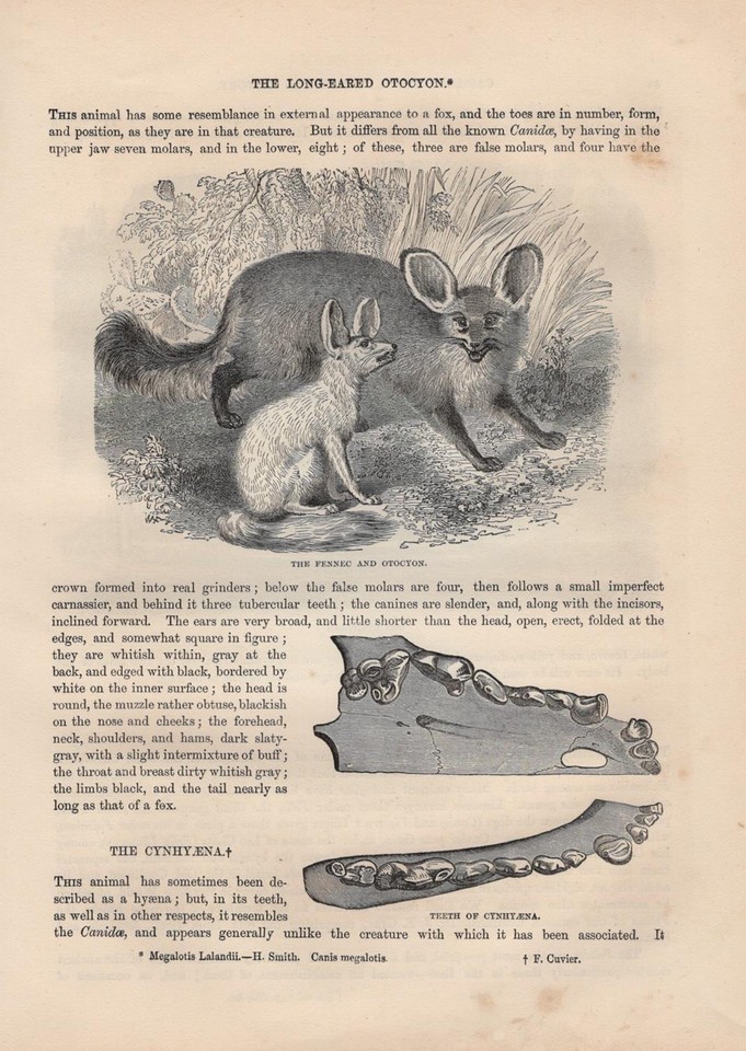 Striped Hyena Fennec Bat-eared Fox Woodcut from 1866 | eBay