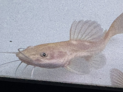 LIVE TROPICAL Fish-Phantom Redtail Catfish (Phractocephalus ...