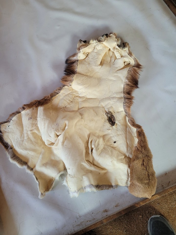 Tanned Montana buck Antelope Cape Taxidermy fur skin hide #6 | eBay
