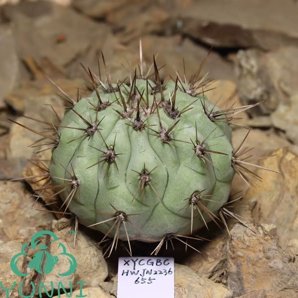 6.7cm Rare Cacti White thorn Copiapoa cinerea WYSIWYG Self Rooted Decor ...