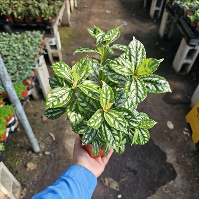 Pilea Watermelon | Aluminum Plant | Pilea cadierei | 4in pot | eBay