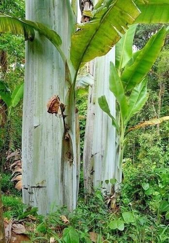 Giant Banana Seedss (Musa ingens) Var. Giant 20+ Seedss | eBay