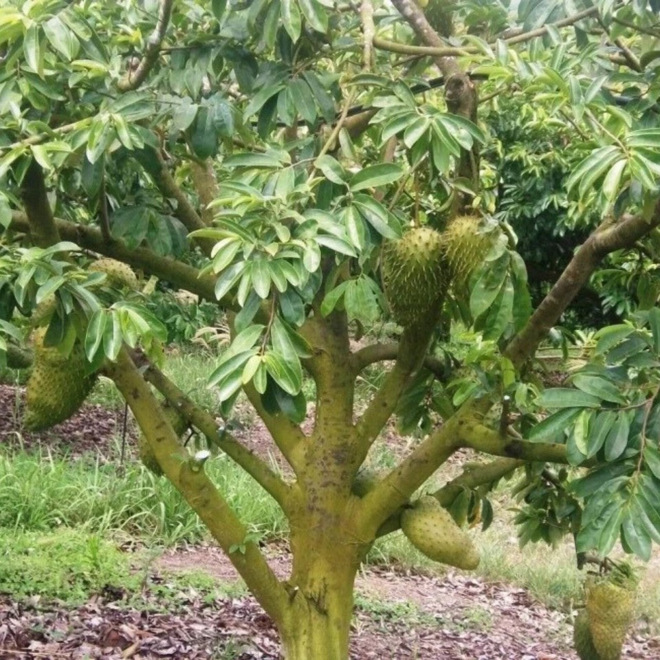 40+ Soursop Seeds Annona Muricata Guanabana Dried Graviola Ceylon ...