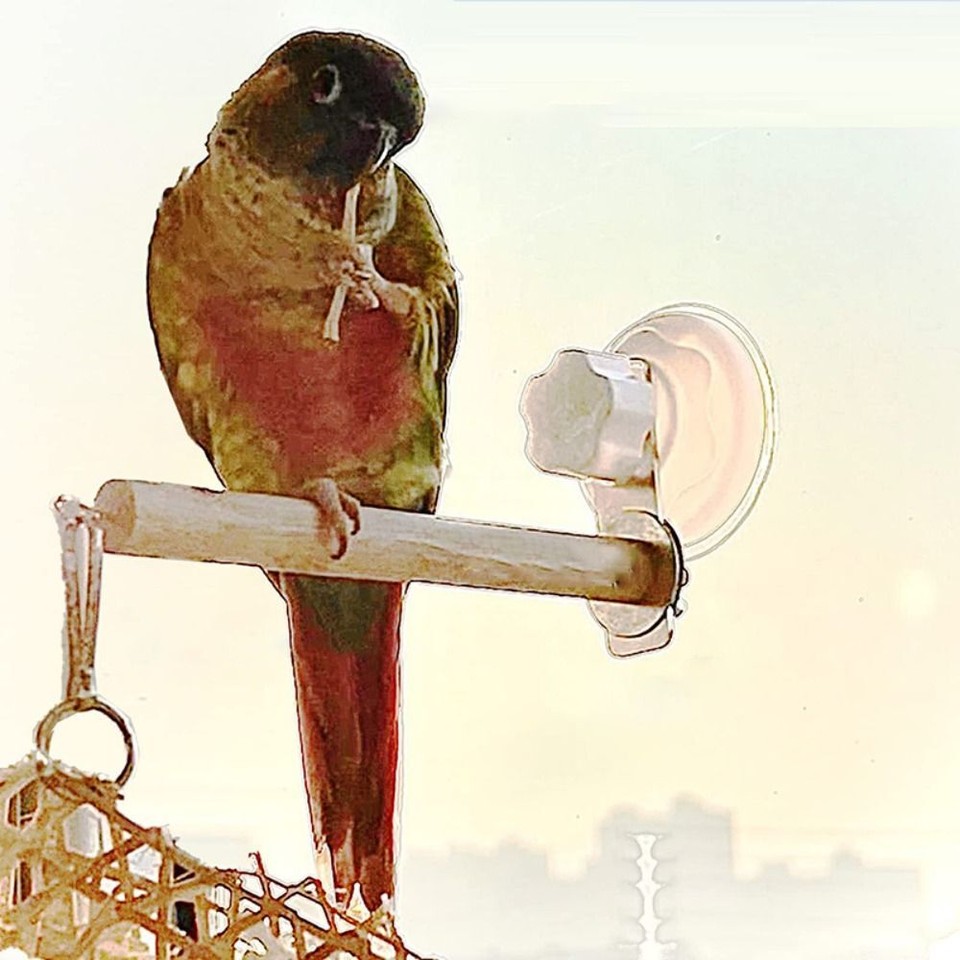 Detachable Bird Bath Perch Stand Safe Teeth Grinder Bird Toy Bracket ...