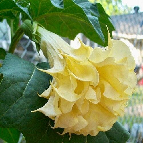 Double Datura Golden Queen Seeds ~ Devil’s Trumpet ~ Datura Metel ...