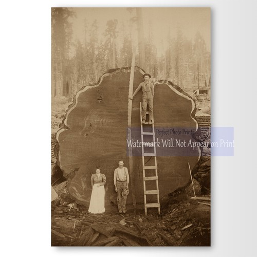 Antique Photo Large Sequoia Tree Logging Mark Twain Tree Vintage Photo ...