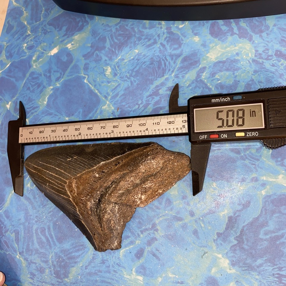 MEGALODON SHARK TEETH 1 POUND FRAGS TEETH MEG SCUBA DIVER DIRECT FOSSIL ...