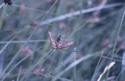 Photo 6x4 Sea Clubrush on the Hadleigh Marshes Canvey Island Sea ...