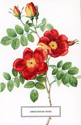 Sweetbriar Rose (Rosa rubiginosa) --POSTCARD | eBay