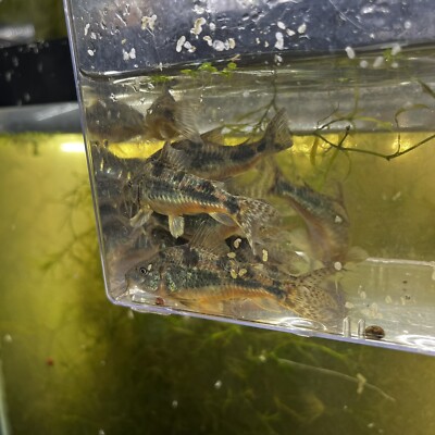 Salt & Pepper Corydoras (Cory catfish) 1+inch live fish Tank Bred | eBay