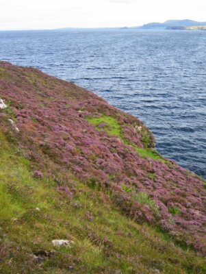Photo 6x4 East side of Greshornish Point Kildonan/NG3554 Heather ...