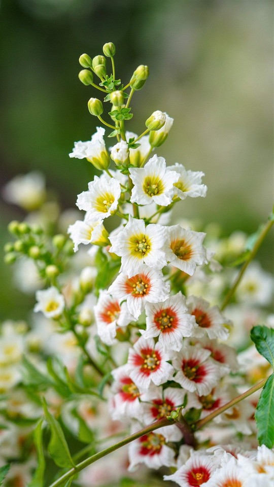 5 YELLOWHORN TREE Xanthoceras Sorbifolium White Yellow Red Fragrant ...