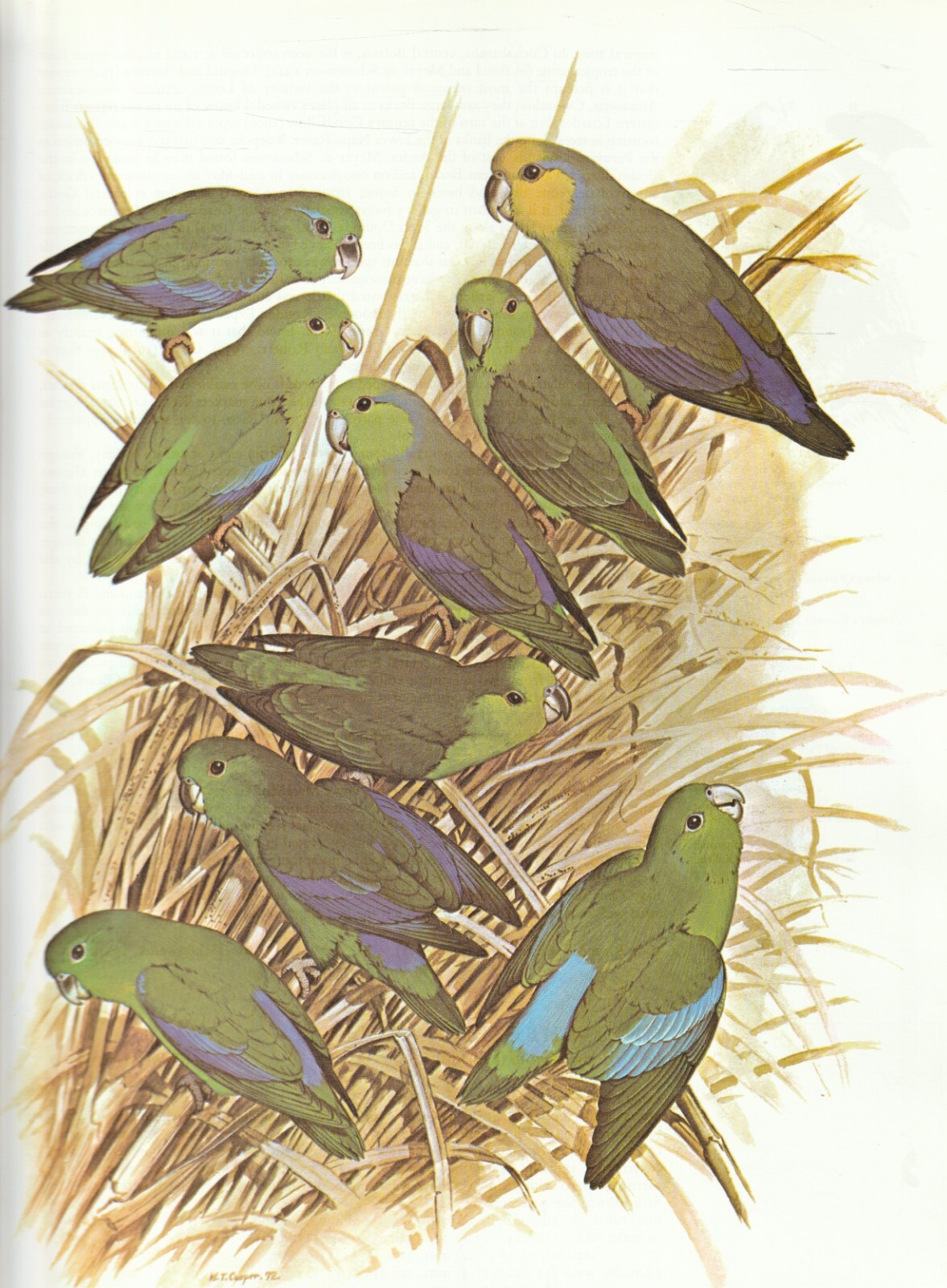 COLOUR PARROT PRINT by WILLIAM T COOPER ,MEXICAN , SCLATER'S PARAKEET ...