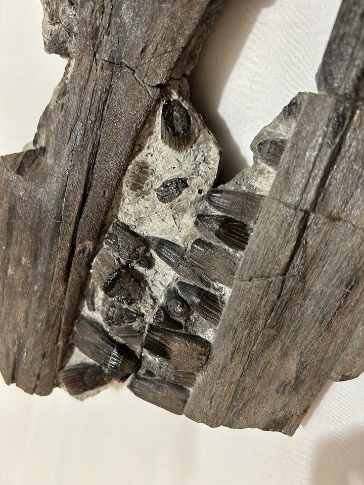Large! Ichthyosaur Jaw Fossil With Many Teeth! Lyme Regis, Jurassic, UK ...