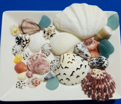 japanese sea glass Surf-Tumble Cone Shell Set mix of Okinawa Unique ...