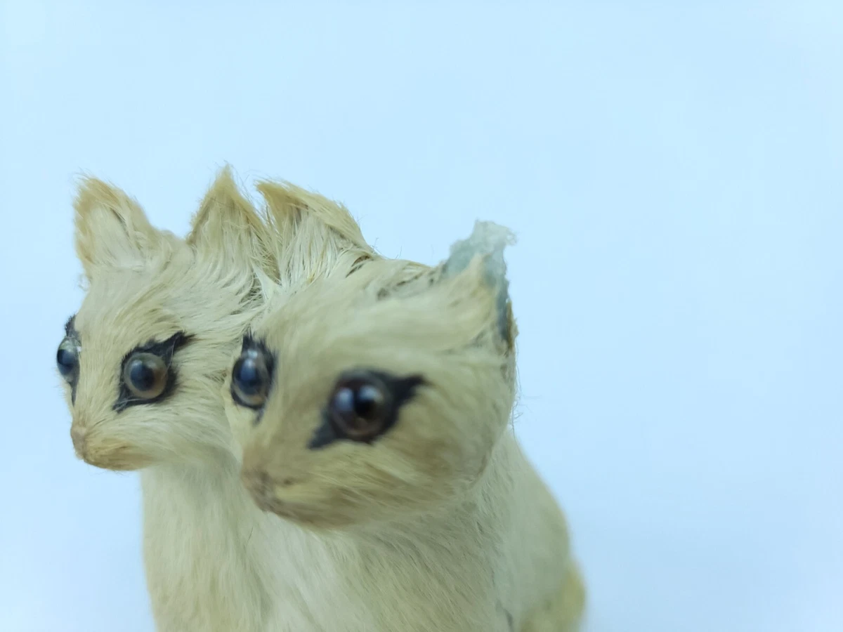 Double Headed Kitten