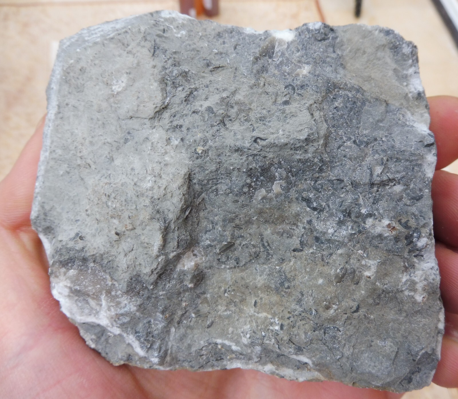 Fossil Seafloor (Coral etc...) Wren's Nest (Wenlock Limestone), UK ...