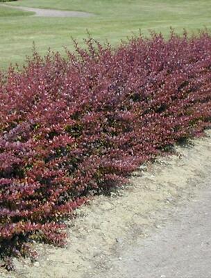 Purple Barberry, Purple Berberis (berberis thunbergii atropurpurea x25 ...