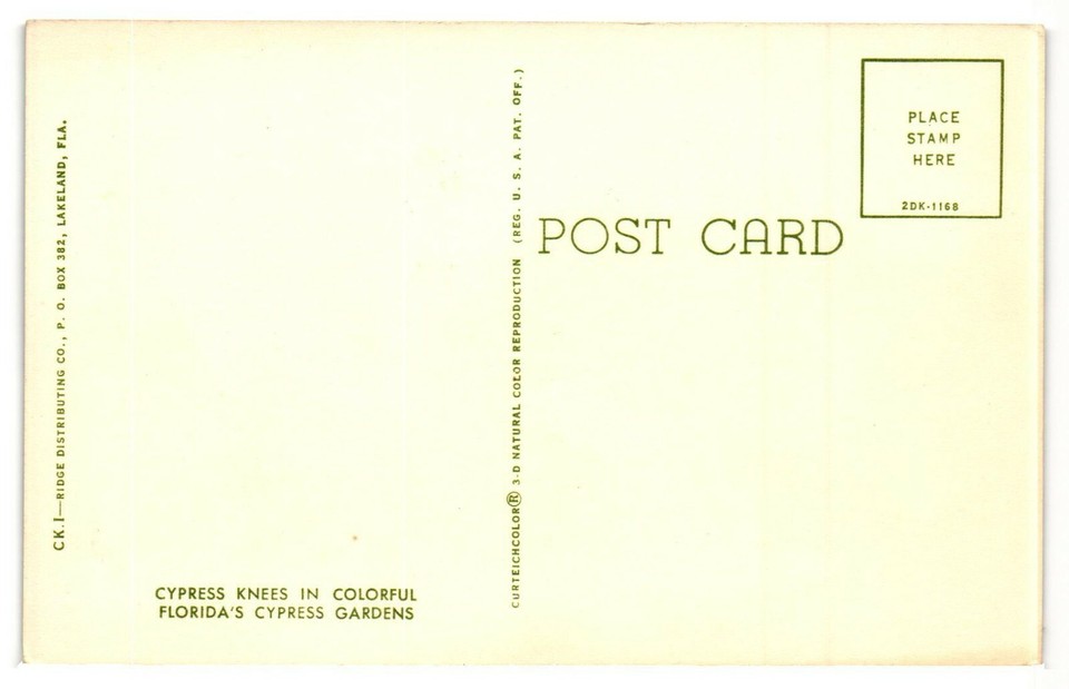 Vintage Unused Postcard Cypress Knees in Colorful Floridas Cypress ...