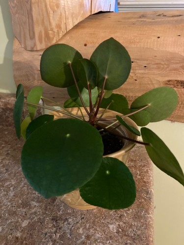 Live Pilea Peperomioide, Chinese Money Plant, UFO Plant | eBay