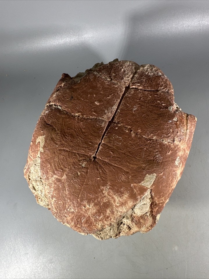 Large Real Fossilized Turtle Tortoise Shell Fossil Dinosaur Bone ...