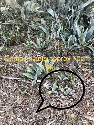 Agave Americana Century Plant, THREE Juvenile Offset Plants | eBay ...