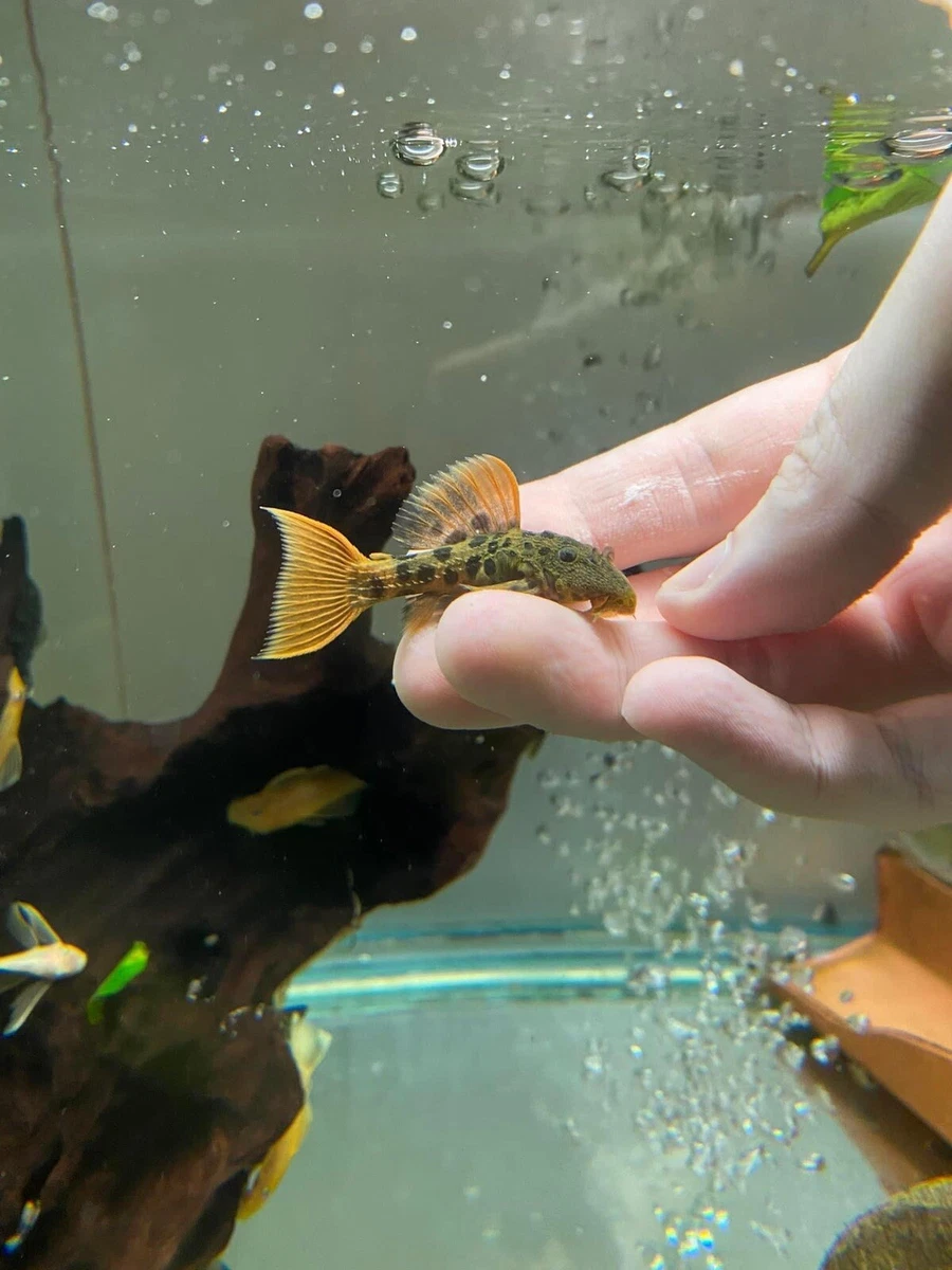 Cactus Pleco