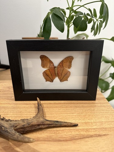 Real Taxidermy Butterfly In Shadow Box Frame- Entomology Art/Insect ...