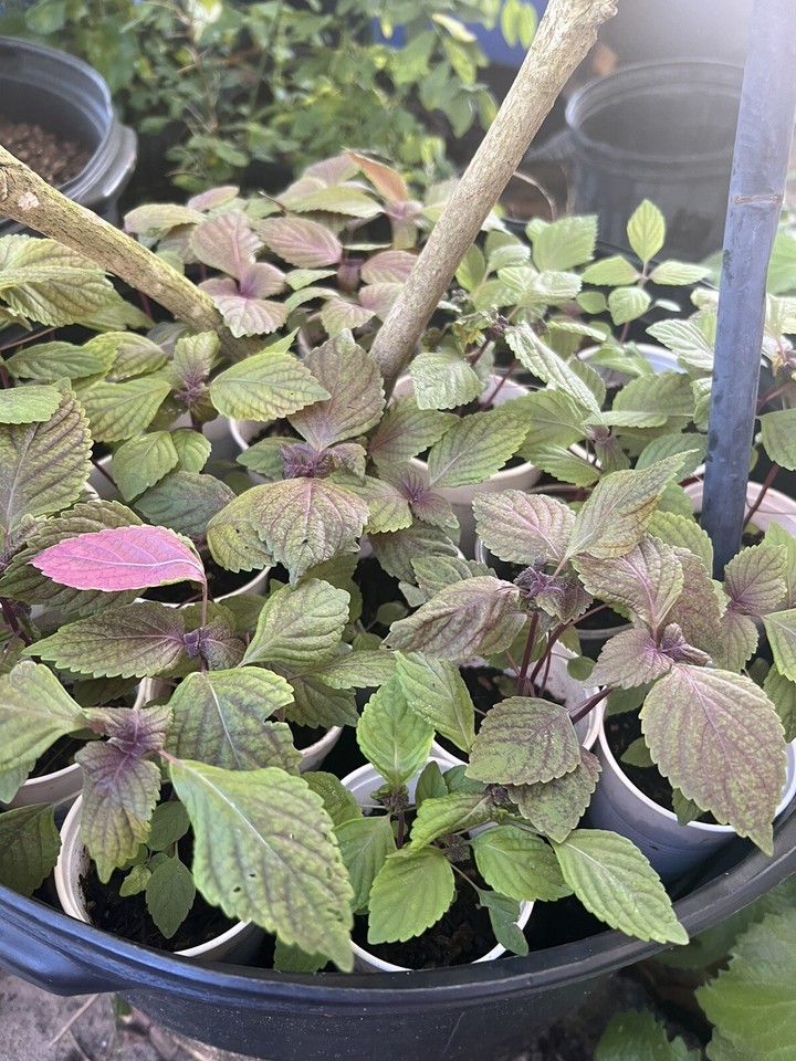 3 Shiso Perilla Live Plant Green Purple Beefsteak Plant Ready To Plant (Tía Tô ) | eBay