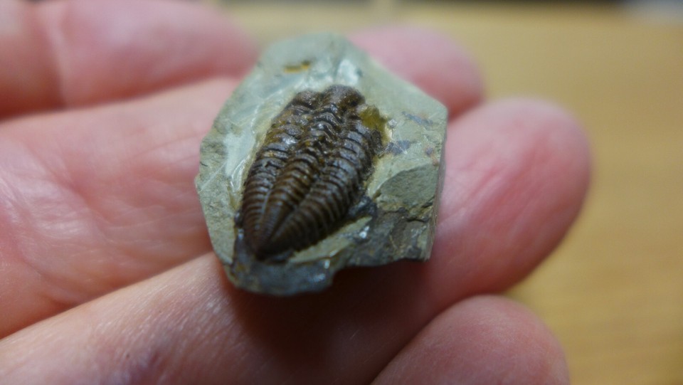 GEOLOGICAL ENTERPRISES Silurian fossil trilobite Coronocephalus rex ...