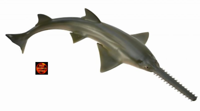 Sawfish Sealife Toy Model Figure by CollectA 88659 Brand New | eBay