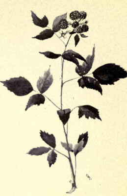 1 Heirloom Black Raspberry Black Cap Thimbleberry Live Plants Natural ...