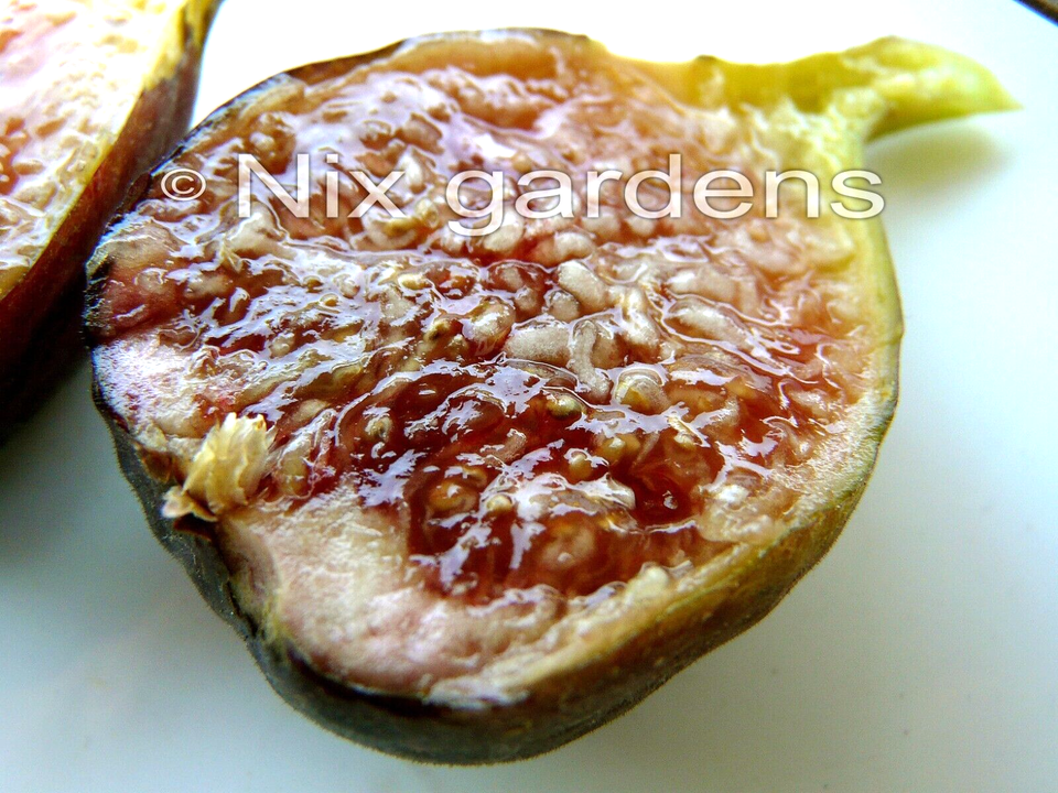 SEBASTIAN's FRENCH FIG - An Heirloom From France - 1x THICK Cutting | eBay