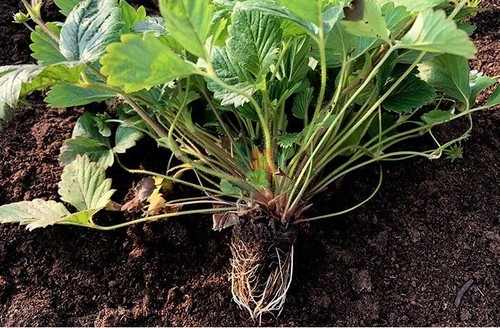 100+White Strawberry Seeds Pineberry Hula berry Alpine berry Container ...