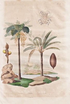 Palmen Palme Palmenbaum palm tree Stahlstich Guerin-Meneville 1835 | eBay