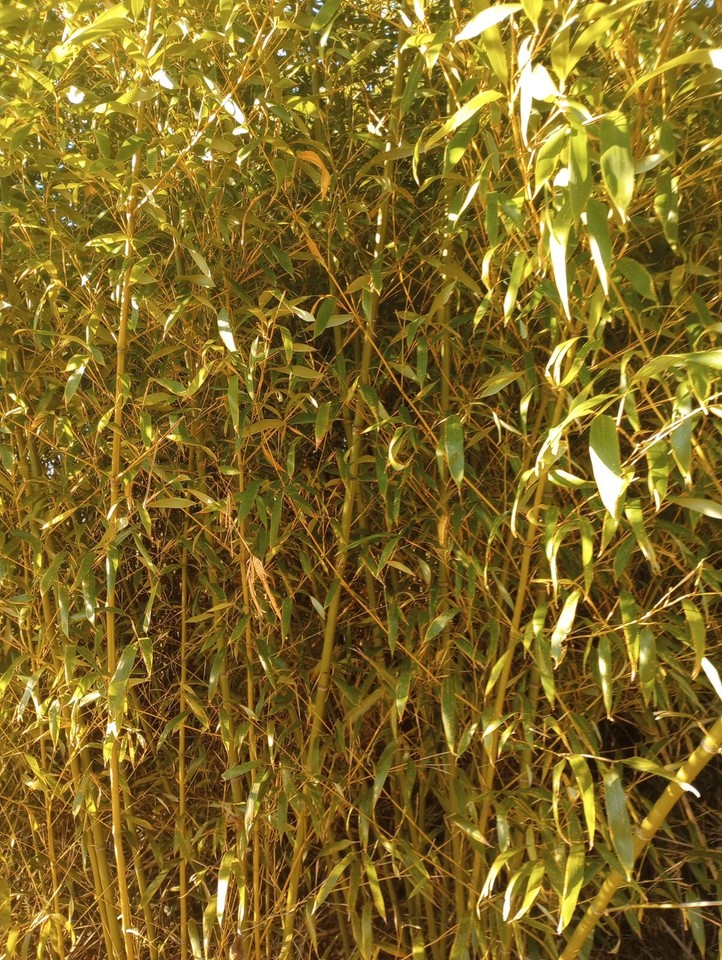 3 Bamboo Plant Live Starter 2" Plant It Now Organic All Season Vivax ...