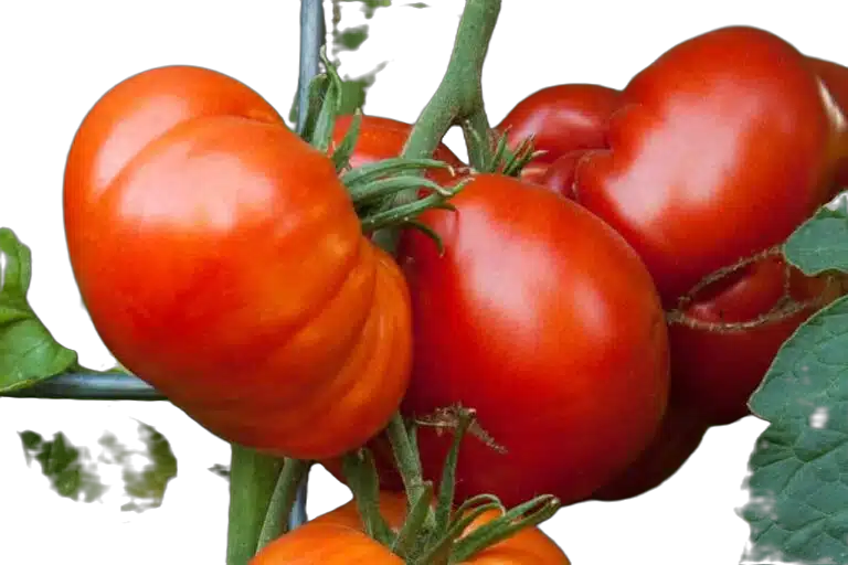 Beefmaster Tomato 10 Seeds, Hybrid , Free Shipping! | eBay