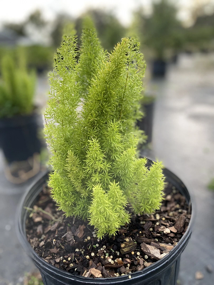 Potted Foxtail Fern