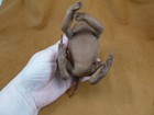 (EL1000-21) mythical Dragon Cane TOAD Leather taxidermy I love toads ...