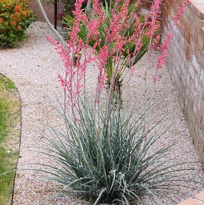 Red Yucca Plant Live Outdoor 4 to 6 Inches Tall in Pot - Red Yucca ...