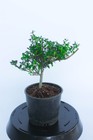 Dwarf Japanese Ilex crena ' Geisha ' Pre-Bonsai Tree - 4" pot | eBay