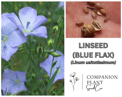 Linseed (Blue Flax) Linum usitatissimum Heritage Heirloom Seeds SEQLD ...