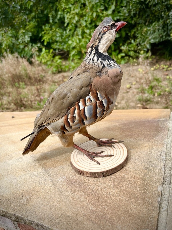Taxidermy Red Legged Partridge French Partridge Game Bird Wood Mount ...